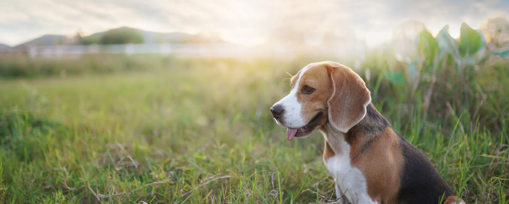 Dog purchase contract: How to avoid problems when buying a four-legged ...