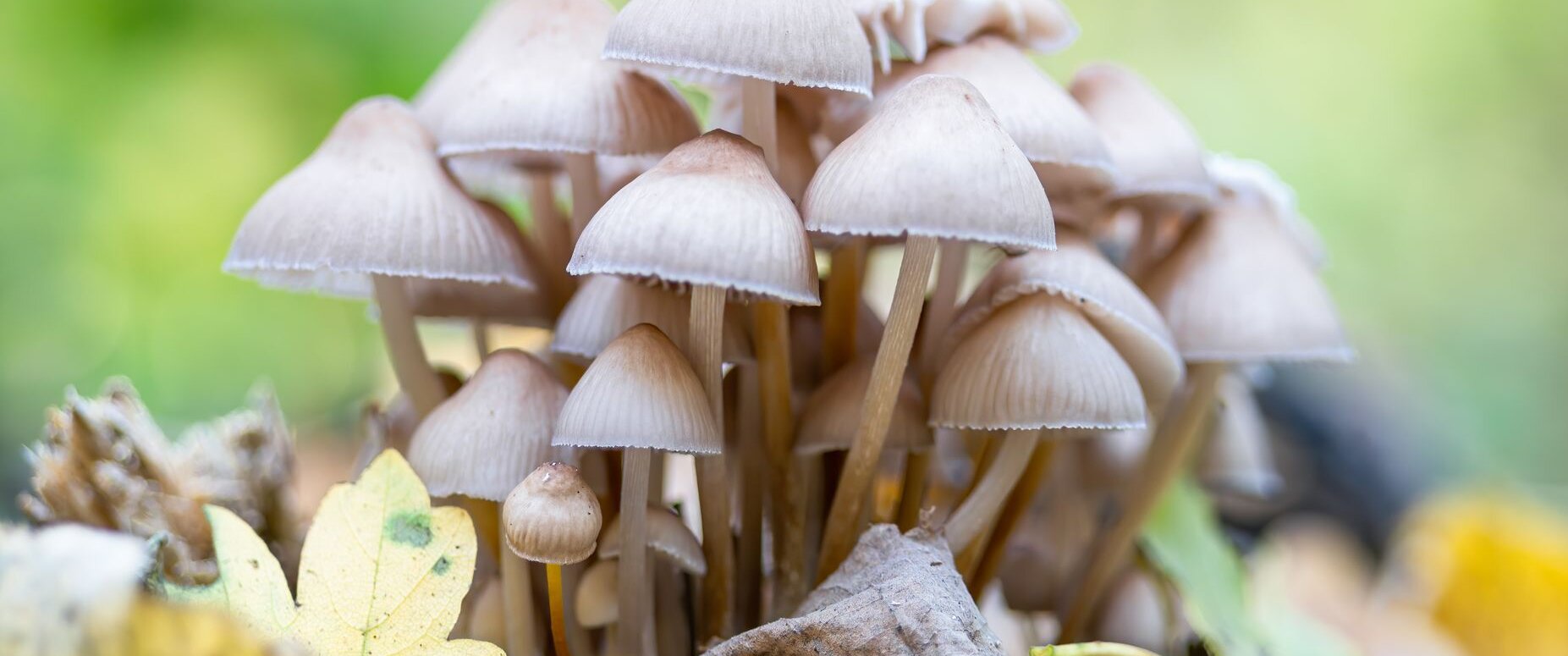 Therapeutic use of psilocybin: new legal framework from 2026 — Dostupný ...