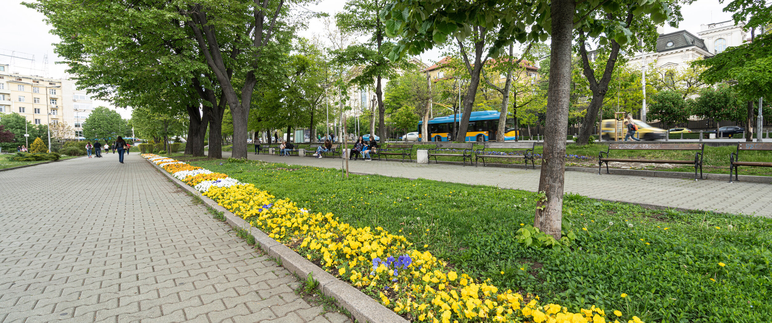 Maintenance of municipal greenery and tree fall: prevention, procedure ...